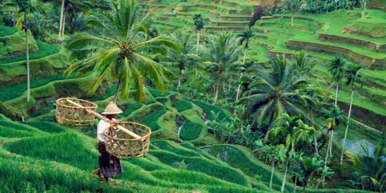 Top 12 Aktivitas Wisata Di Ubud yang populer dan Wajib dicoba
